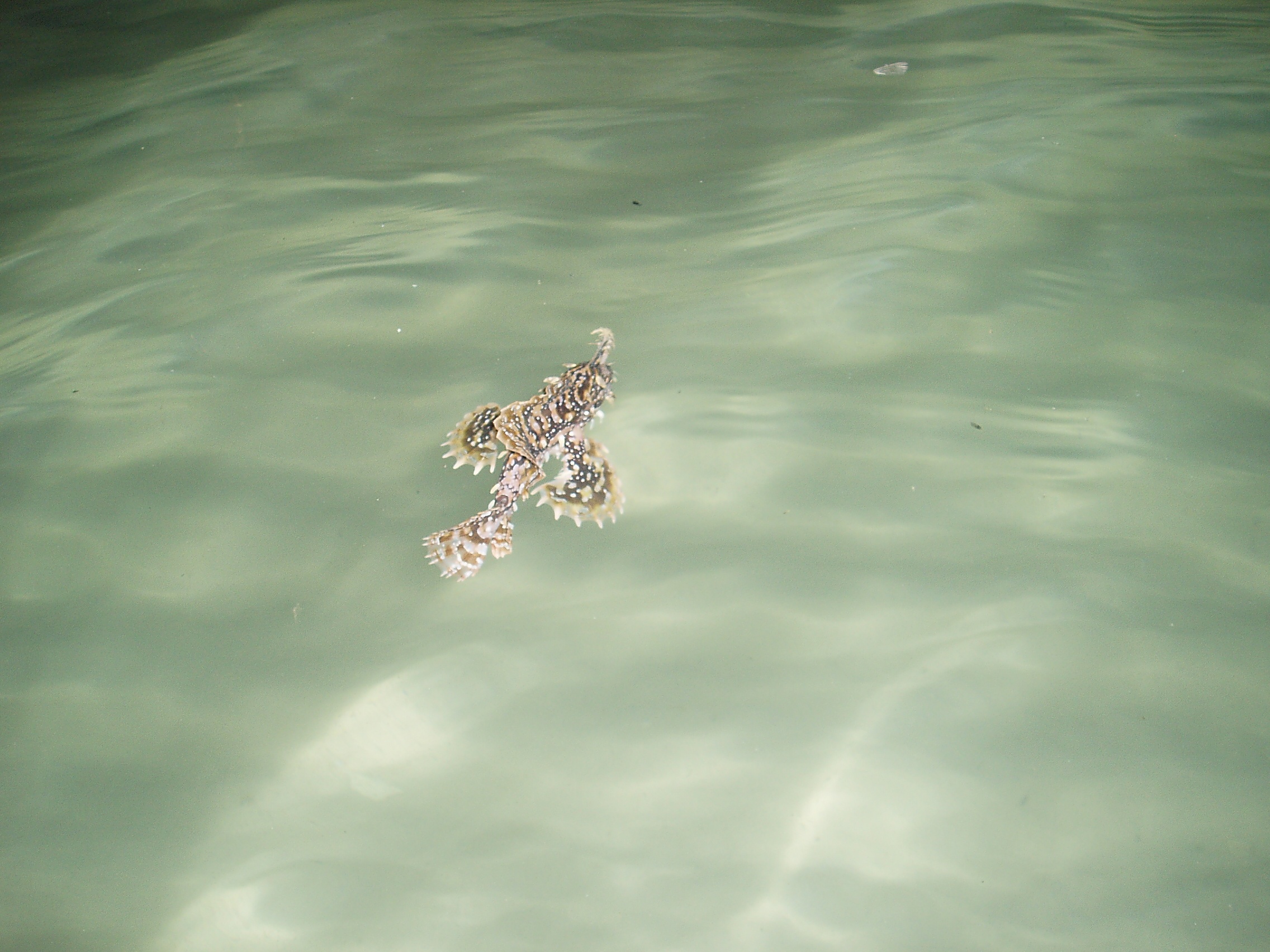 Deep Water Critters | David Arp